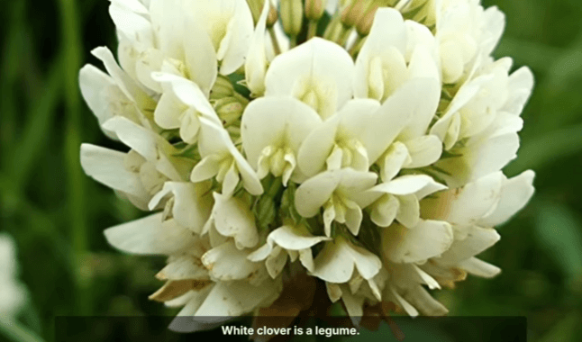 Clover – a wonderful nutrient – Bio-Sil South Africa